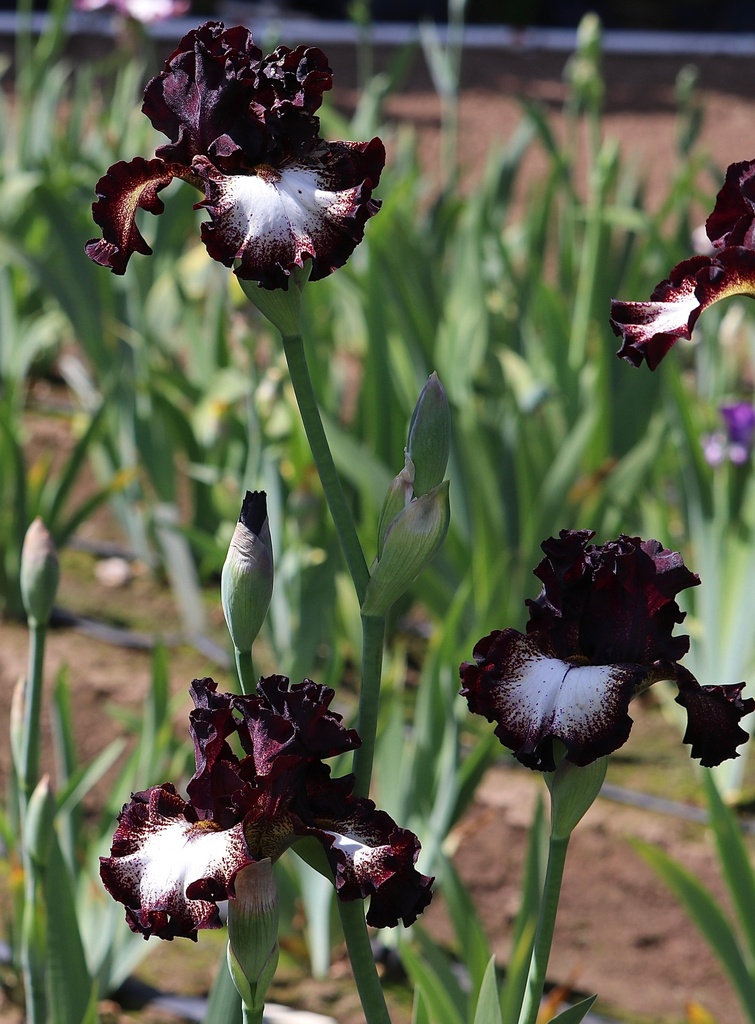 Plot Thickens | Mid-America Garden